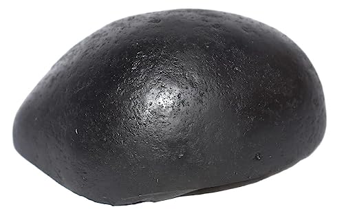 Matsya Shaligram - Gandaki River Nepal, Fossil, Fossil