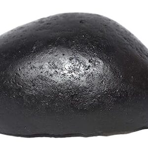 Matsya Shaligram - Gandaki River Nepal, Fossil, Fossil