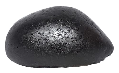 Matsya Shaligram - Gandaki River Nepal, Fossil, Fossil