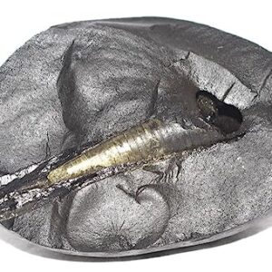 Matsya Shaligram - Gandaki River Nepal, Fossil, Fossil