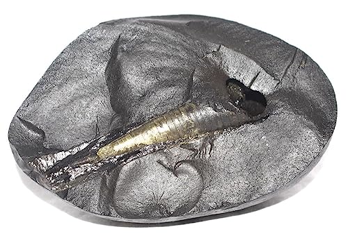 Matsya Shaligram - Gandaki River Nepal, Fossil, Fossil