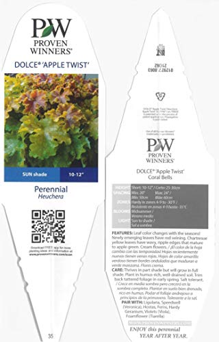 Proven Winners HEUPWP2127800 Dolce Apple Twist Coral Bells Live Plant, 4.5 in. Quart, Bright Green Foliage