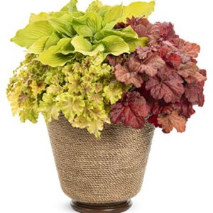 Proven Winners HEUPWP2127800 Dolce Apple Twist Coral Bells Live Plant, 4.5 in. Quart, Bright Green Foliage