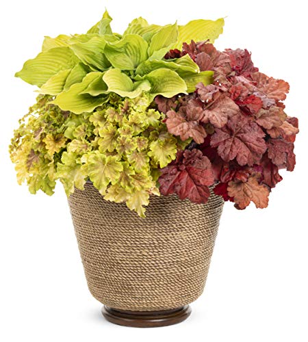 Proven Winners HEUPWP2127800 Dolce Apple Twist Coral Bells Live Plant, 4.5 in. Quart, Bright Green Foliage