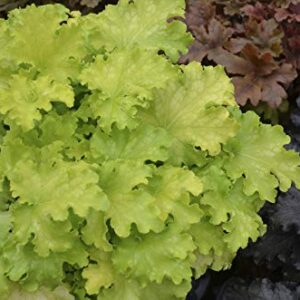 Proven Winners HEUPWP2127800 Dolce Apple Twist Coral Bells Live Plant, 4.5 in. Quart, Bright Green Foliage