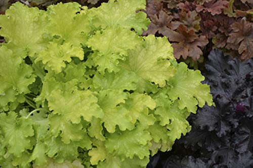 Proven Winners HEUPWP2127800 Dolce Apple Twist Coral Bells Live Plant, 4.5 in. Quart, Bright Green Foliage