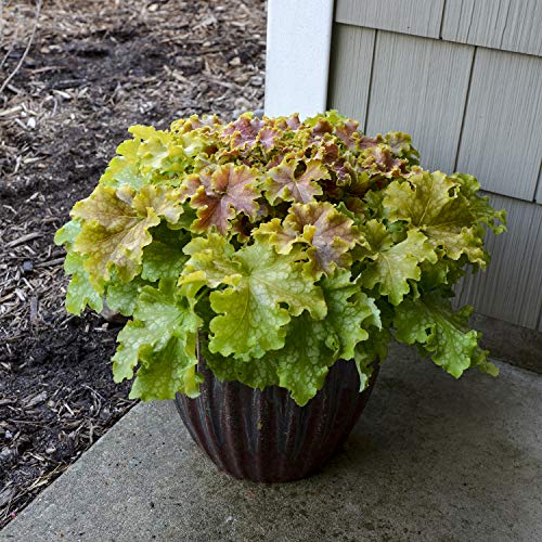 Proven Winners HEUPWP2127800 Dolce Apple Twist Coral Bells Live Plant, 4.5 in. Quart, Bright Green Foliage