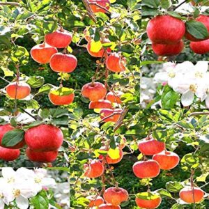 Big Pack - (500) Red Delicious Apple - Malus pumila Tree Seeds - Very Cold Hardy in Zones 3-8 by MySeeds.Co (Big Pack - Paradise Apple)