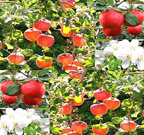 Big Pack - (500) Red Delicious Apple - Malus pumila Tree Seeds - Very Cold Hardy in Zones 3-8 by MySeeds.Co (Big Pack - Paradise Apple)