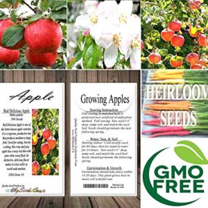 Big Pack - (500) Red Delicious Apple - Malus pumila Tree Seeds - Very Cold Hardy in Zones 3-8 by MySeeds.Co (Big Pack - Paradise Apple)