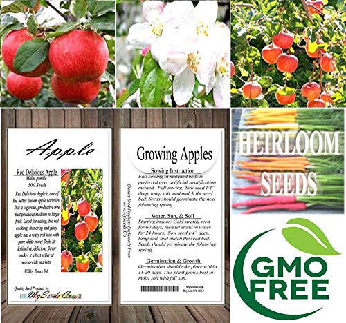 Big Pack - (500) Red Delicious Apple - Malus pumila Tree Seeds - Very Cold Hardy in Zones 3-8 by MySeeds.Co (Big Pack - Paradise Apple)