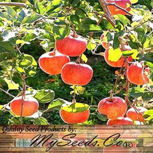 Big Pack - (500) Red Delicious Apple - Malus pumila Tree Seeds - Very Cold Hardy in Zones 3-8 by MySeeds.Co (Big Pack - Paradise Apple)