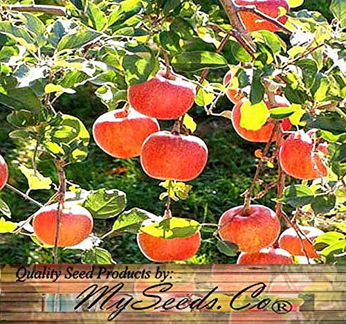 Big Pack - (500) Red Delicious Apple - Malus pumila Tree Seeds - Very Cold Hardy in Zones 3-8 by MySeeds.Co (Big Pack - Paradise Apple)