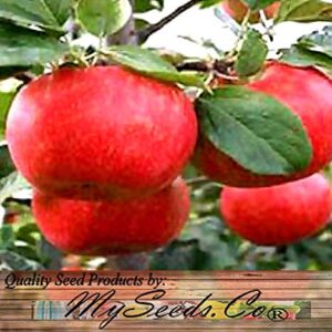 Big Pack - (500) Red Delicious Apple - Malus pumila Tree Seeds - Very Cold Hardy in Zones 3-8 by MySeeds.Co (Big Pack - Paradise Apple)