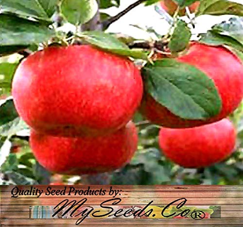 Big Pack - (500) Red Delicious Apple - Malus pumila Tree Seeds - Very Cold Hardy in Zones 3-8 by MySeeds.Co (Big Pack - Paradise Apple)