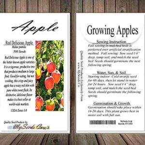 Big Pack - (500) Red Delicious Apple - Malus pumila Tree Seeds - Very Cold Hardy in Zones 3-8 by MySeeds.Co (Big Pack - Paradise Apple)