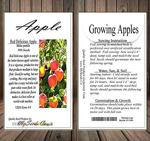 Big Pack - (500) Red Delicious Apple - Malus pumila Tree Seeds - Very Cold Hardy in Zones 3-8 by MySeeds.Co (Big Pack - Paradise Apple)