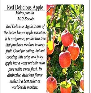 Big Pack - (500) Red Delicious Apple - Malus pumila Tree Seeds - Very Cold Hardy in Zones 3-8 by MySeeds.Co (Big Pack - Paradise Apple)