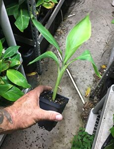 dwarf apple banana - live plant - dwarf brazillian banana - dwarf hawaiian apple banana