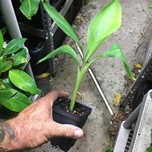 Dwarf Apple Banana - Live Plant - Dwarf Brazillian Banana - Dwarf Hawaiian Apple Banana