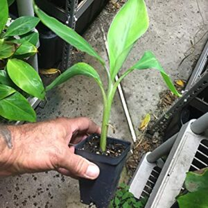 Dwarf Apple Banana - Live Plant - Dwarf Brazillian Banana - Dwarf Hawaiian Apple Banana