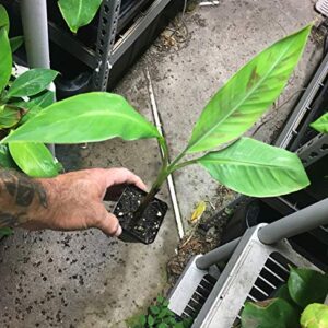 Dwarf Apple Banana - Live Plant - Dwarf Brazillian Banana - Dwarf Hawaiian Apple Banana