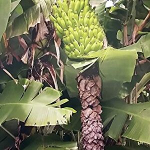 Dwarf Apple Banana - Live Plant - Dwarf Brazillian Banana - Dwarf Hawaiian Apple Banana