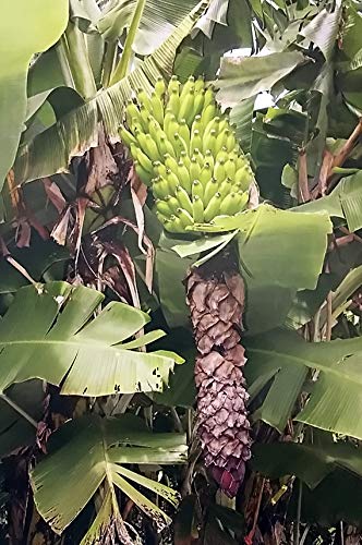 Dwarf Apple Banana - Live Plant - Dwarf Brazillian Banana - Dwarf Hawaiian Apple Banana