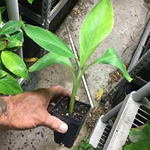 Dwarf Apple Banana - Live Plant - Dwarf Brazillian Banana - Dwarf Hawaiian Apple Banana