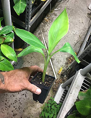 Dwarf Apple Banana - Live Plant - Dwarf Brazillian Banana - Dwarf Hawaiian Apple Banana