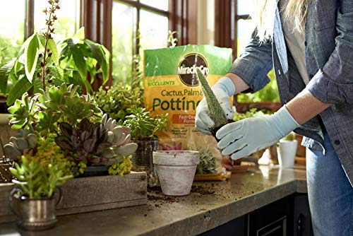 Miracle-Gro Cactus, Palm & Citrus Potting Mix, 8 qt.