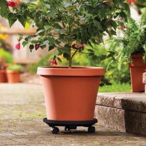 Bloem Caddy Round Plant Stand Caddy w/Wheels Saucer Tray (CAD1200), Black, 12"