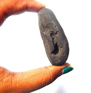 phoenix888 xuetzalcoatl laxmi janardan shaligram purnachakra purnagarbha shaligram nepal kali gandki