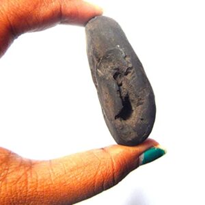 phoenix888 XUETZALCOATL Laxmi janardan shaligram Purnachakra Purnagarbha Shaligram Nepal Kali Gandki