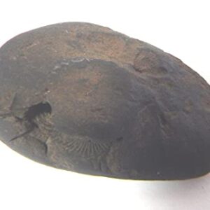 phoenix888 XUETZALCOATL Laxmi janardan shaligram Purnachakra Purnagarbha Shaligram Nepal Kali Gandki