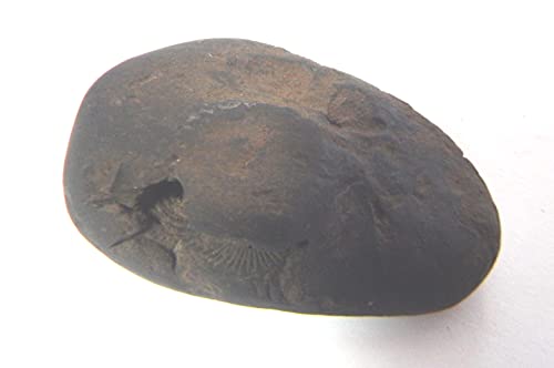 phoenix888 XUETZALCOATL Laxmi janardan shaligram Purnachakra Purnagarbha Shaligram Nepal Kali Gandki