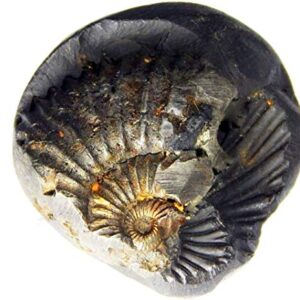 phoenix888 XUETZALCOATL Vishama Sudarshan Shaligram 1.5cm - 2.5cm from Kali Gandaki 1 pcs