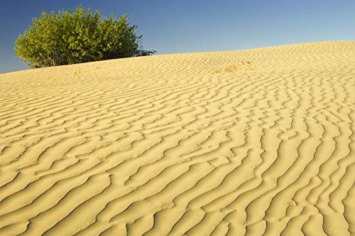 Posterazzi PDDCN11BJY0041 Canada, Saskatchewan, Hills. Sand Dune Ripples and Willow Tree Photo Print, 18 x 24, Multi