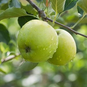 PERFECT PLANTS Granny Smith Apple Tree 4-5ft Tall | Live Fruit Trees for Outdoor Planting | Fresh Apples for Eating, Canning, & Dehydrating | Sweet & Tasty Green Fruits Ripen in Fall