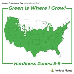 PERFECT PLANTS Granny Smith Apple Tree 4-5ft Tall | Live Fruit Trees for Outdoor Planting | Fresh Apples for Eating, Canning, & Dehydrating | Sweet & Tasty Green Fruits Ripen in Fall