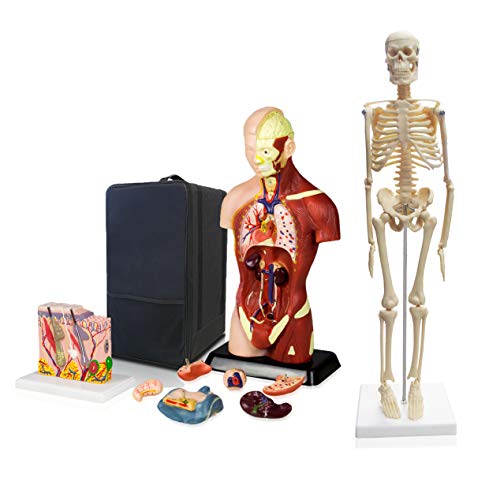 Parco Scientific PBM-B12 Elementary and High School Learning Package | Set of Three Human Anatomy Models, Skeleton, Torso and Skin | W Manual & Carrying Case