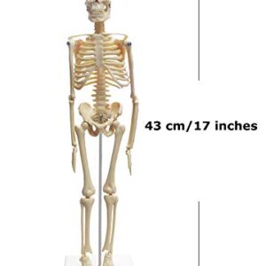 Parco Scientific PBM-B12 Elementary and High School Learning Package | Set of Three Human Anatomy Models, Skeleton, Torso and Skin | W Manual & Carrying Case