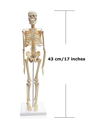 Parco Scientific PBM-B12 Elementary and High School Learning Package | Set of Three Human Anatomy Models, Skeleton, Torso and Skin | W Manual & Carrying Case