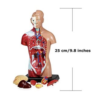 Parco Scientific PBM-B12 Elementary and High School Learning Package | Set of Three Human Anatomy Models, Skeleton, Torso and Skin | W Manual & Carrying Case