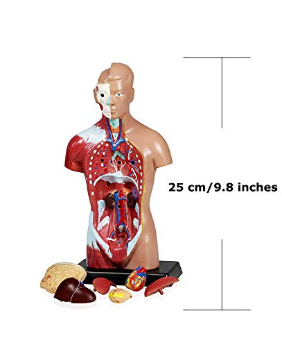 Parco Scientific PBM-B12 Elementary and High School Learning Package | Set of Three Human Anatomy Models, Skeleton, Torso and Skin | W Manual & Carrying Case