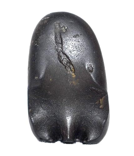 Rudrakshguru Hayagriva Shaligram - Gandaki River Nepal