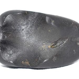 Rudrakshguru Hayagriva Shaligram - Gandaki River Nepal