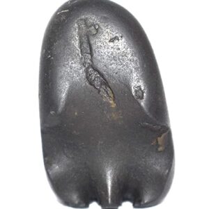 Rudrakshguru Hayagriva Shaligram - Gandaki River Nepal