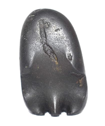 Rudrakshguru Hayagriva Shaligram - Gandaki River Nepal