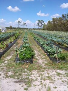 composting: the basics: going green